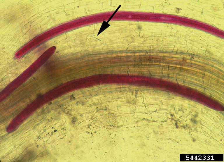 lance nematodes (Genus Hoplolaimus (von Daday, 1905))