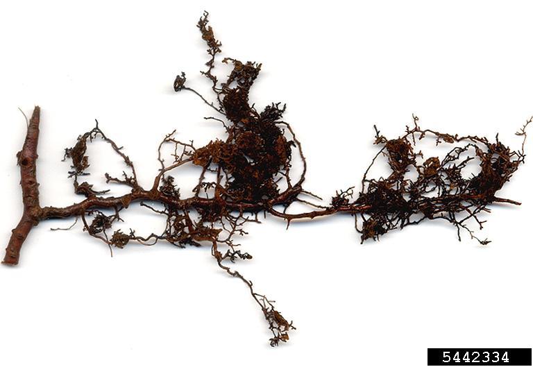 dagger nematodes (Genus Xiphinema)