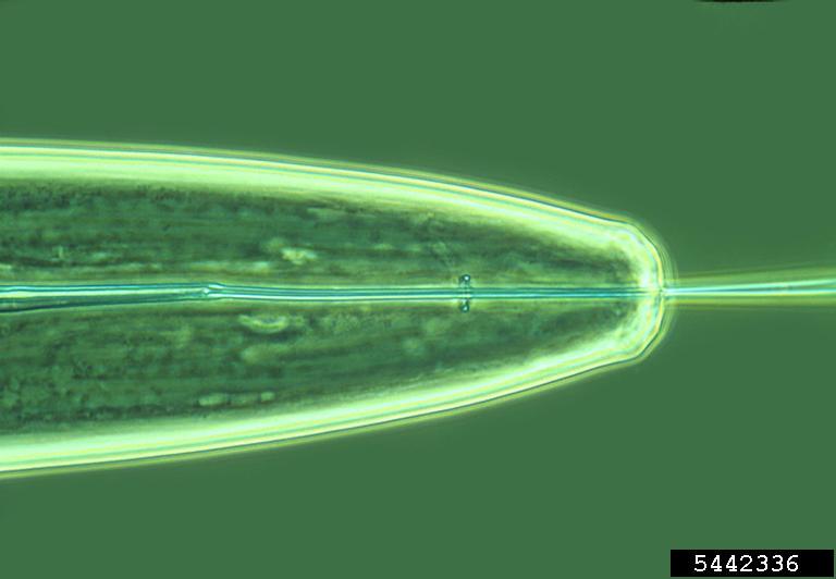 dagger nematodes (Genus Xiphinema Cobb, 1913)
