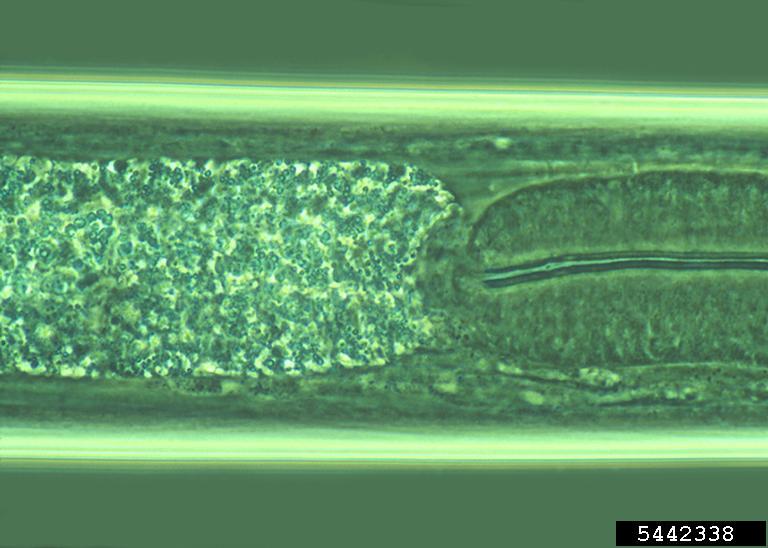 dagger nematodes, Xiphinema spp. (Dorylaimida: Longidoridae) - 5442338