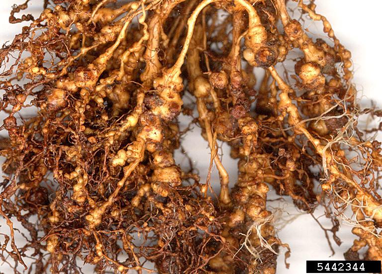 peanut root-knot nematode (Meloidogyne arenaria (Neal) Chitwood)