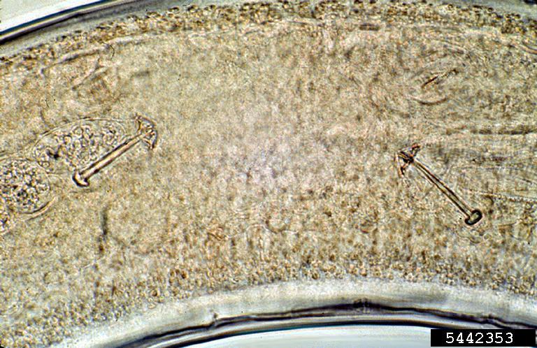 soybean cyst nematode (Heterodera glycines Ichinohe)
