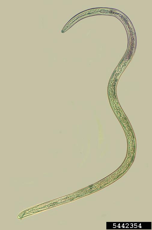 soybean cyst nematode (Heterodera glycines Ichinohe)