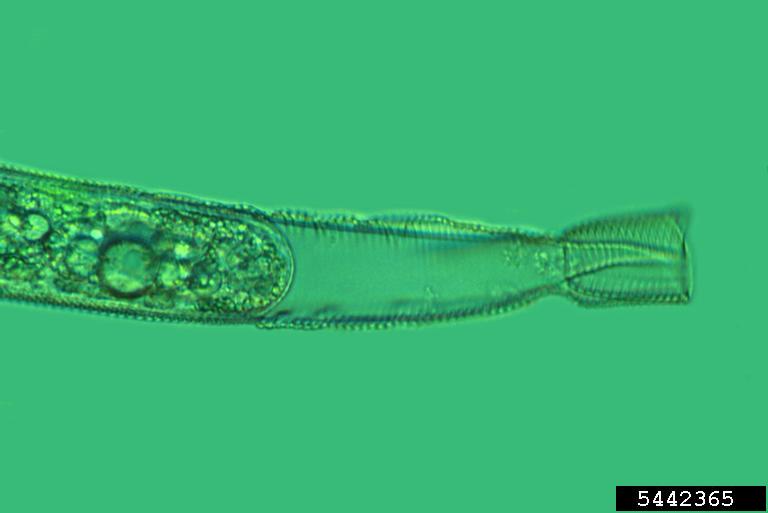 sheath nematode (Genus Hemicycliophora de Man, 1921)