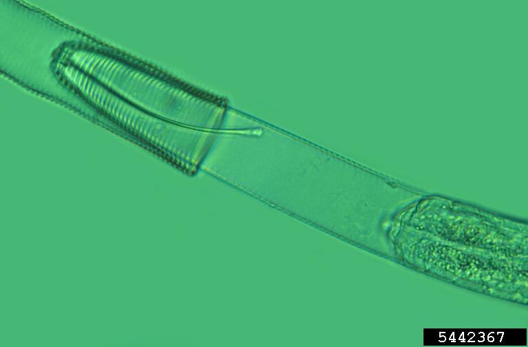 sheath nematode (Genus Hemicycliophora)