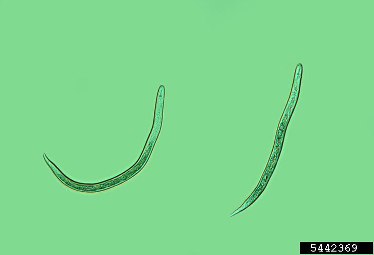 soybean cyst nematode (Heterodera glycines)