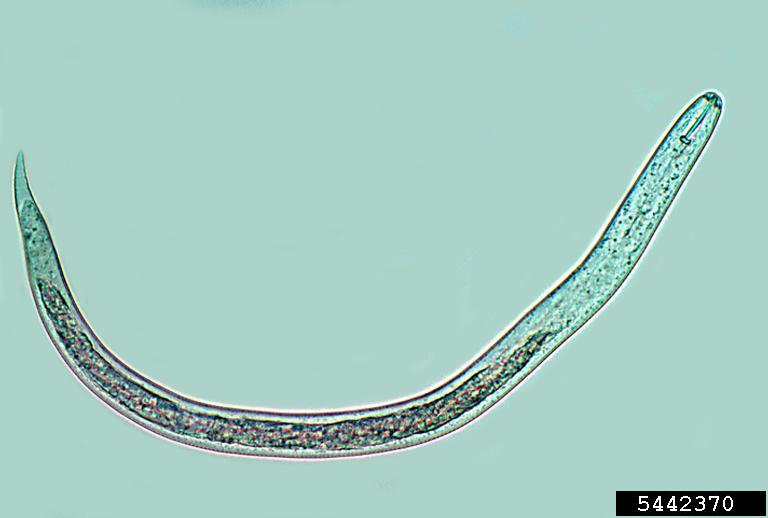 soybean cyst nematode (Heterodera glycines Ichinohe)