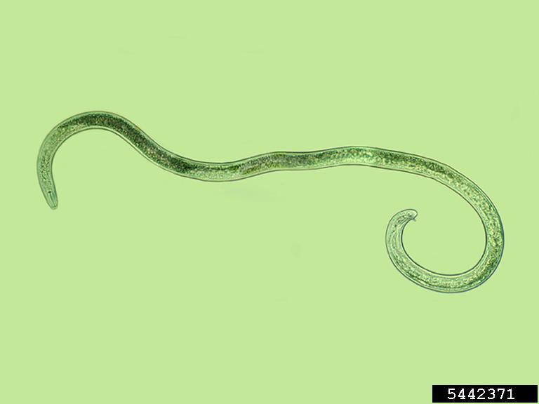 root-knot nematode (Genus Meloidogyne)