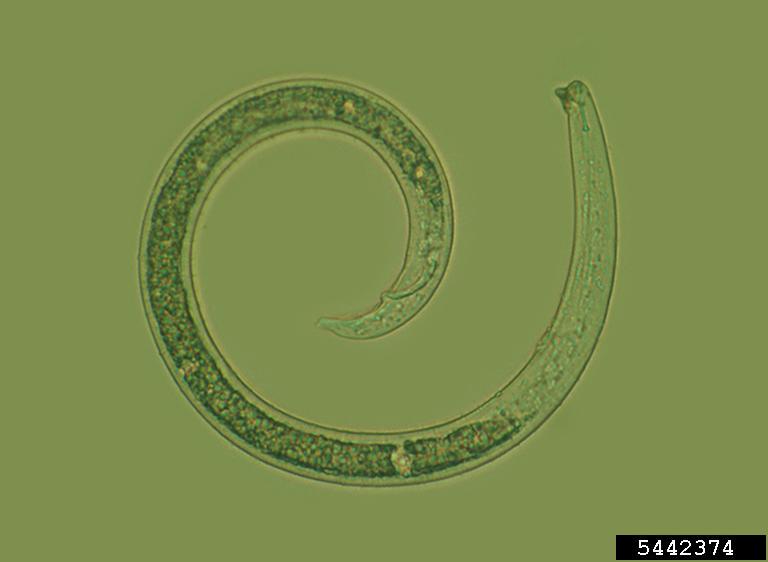 reniform nematode (Rotylenchulus reniformis Linford & Oliveira)