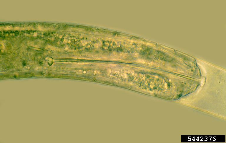 sheath nematode (Genus Hemicycliophora)