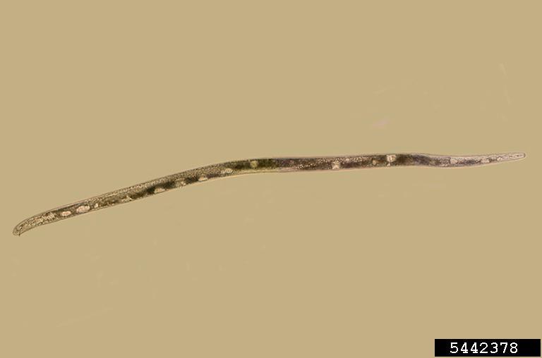soybean cyst nematode, Heterodera glycines (Tylenchida: Heteroderidae ...