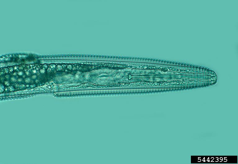 sheath nematode (Genus Hemicycliophora)