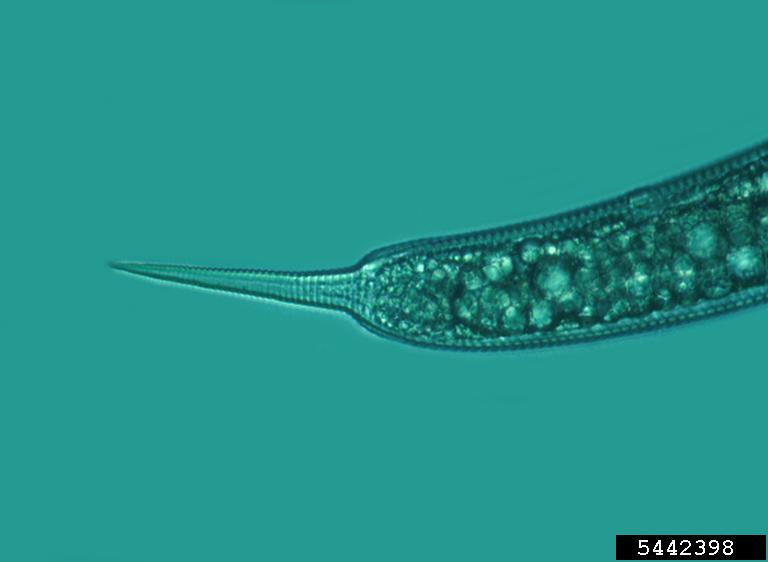 cyst nematode (Genus Dolichodorus)