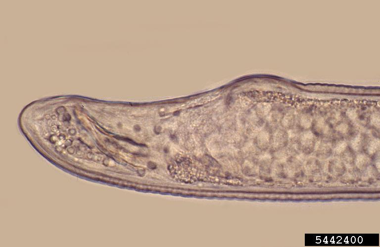 Javanese root-knot nematode (Meloidogyne javanica)