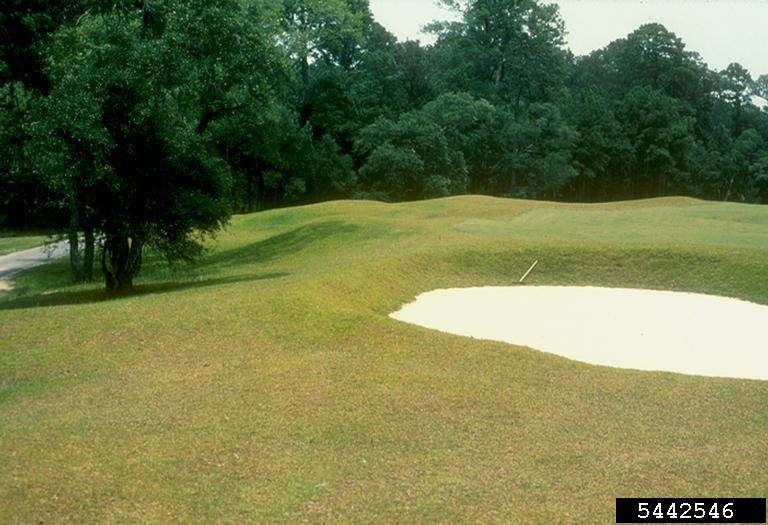 ring nematode (Mesocriconema spp. ) on centipedegrass (Eremochloa ...