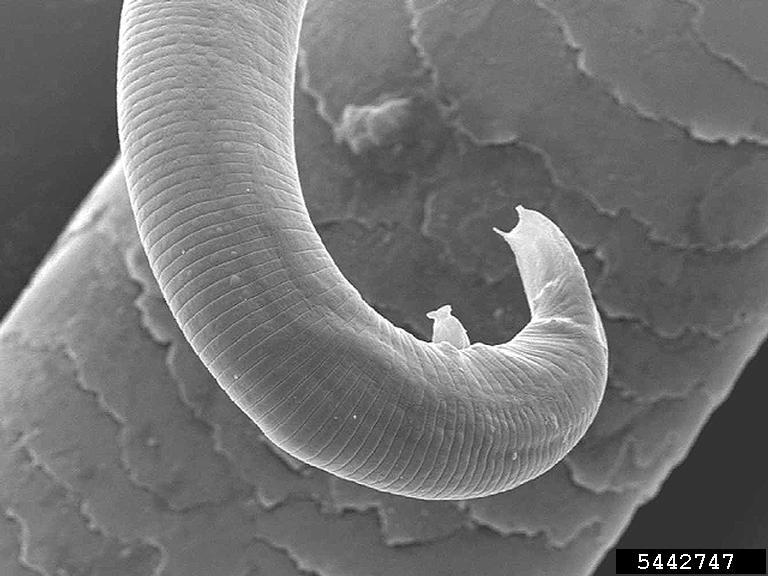 pine wilt nematode (Bursaphelenchus xylophilus (Steiner & Buhrer) Nickle)