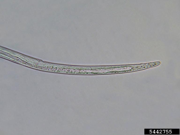 pine wilt nematode (Bursaphelenchus xylophilus (Steiner & Buhrer) Nickle)