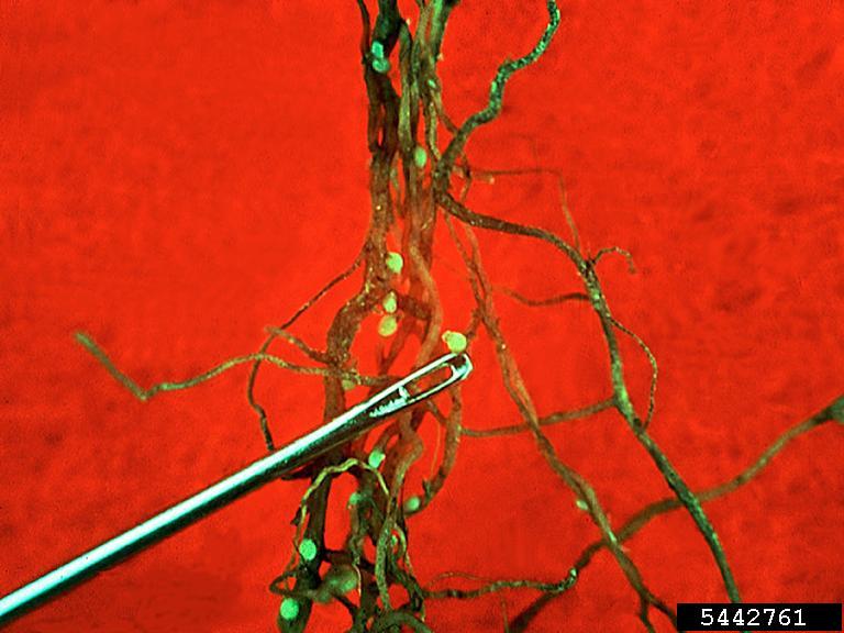 soybean cyst nematode (Heterodera glycines ) on soybean (Glycine max ...