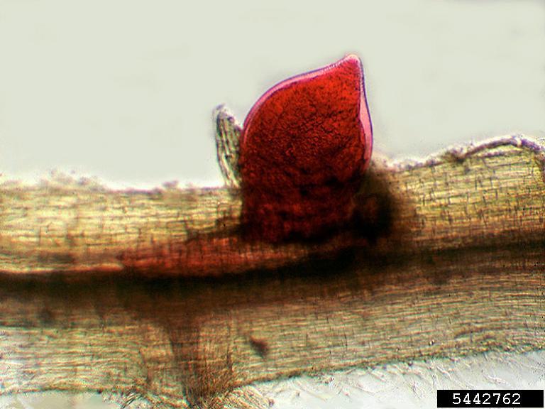 soybean cyst nematode (Heterodera glycines)