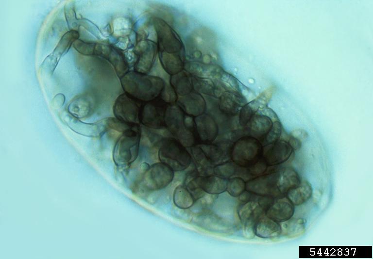 clover cyst nematode (Heterodera trifolii Goffart, 1944)