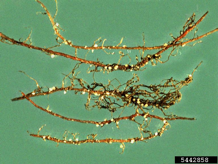 sugar beet cyst nematode (Heterodera schachtii Schmidt)