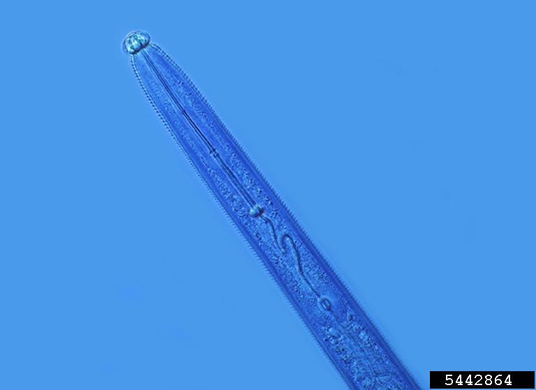 cyst nematode (Genus Dolichodorus)