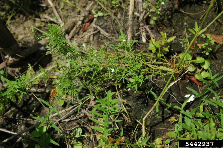 rustweed (Polypremum procumbens L.)