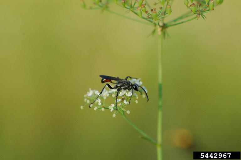 Sphecid wasps (Prionyx parkeri (Bohart and Menke, 1963))