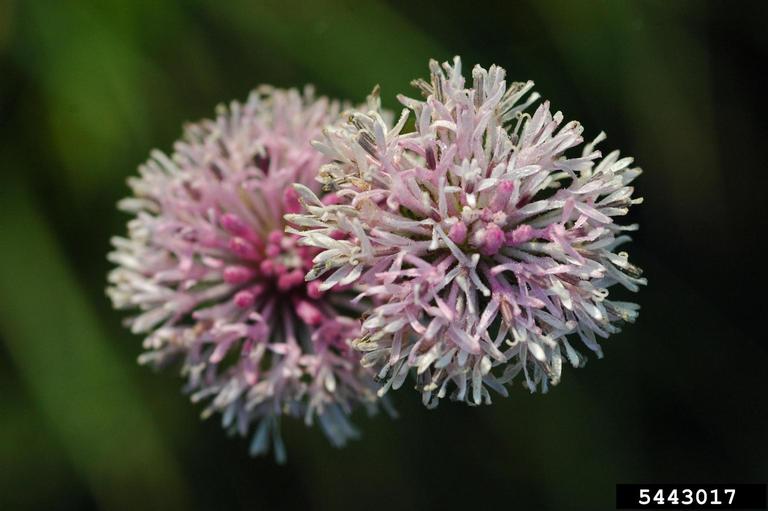 grassleaf Barbara's buttons (Marshallia graminifolia var. cynanthera ...