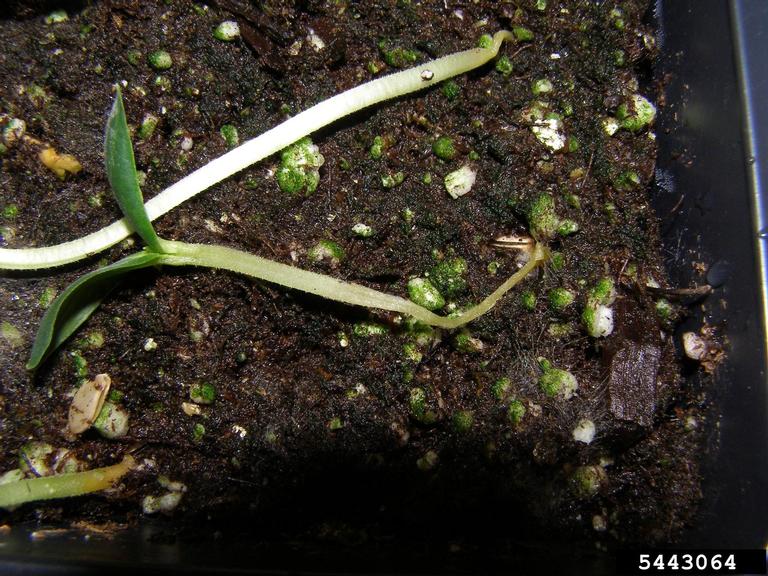 Rhizoctonia damping-off, blight and rot (Rhizoctonia solani)