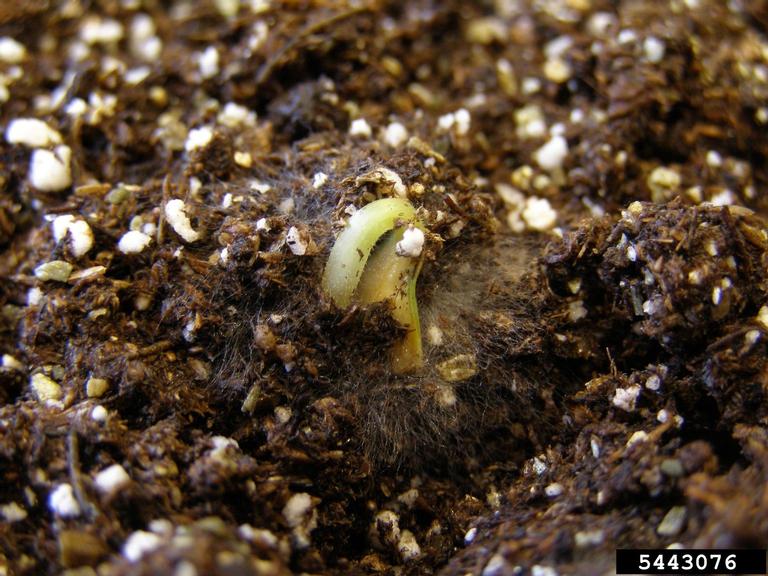 Rhizoctonia damping-off, blight and rot (Rhizoctonia solani)