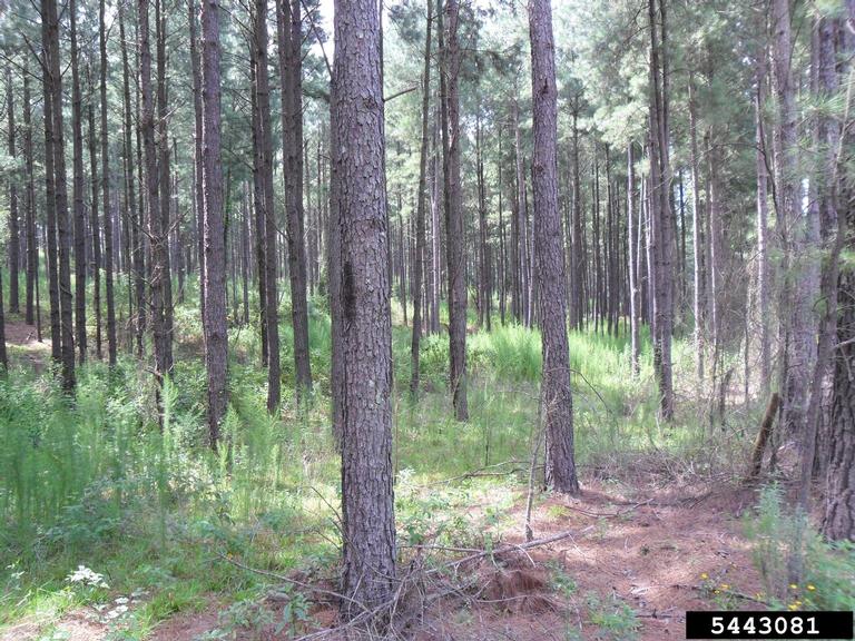loblolly pine (Pinus taeda L.)