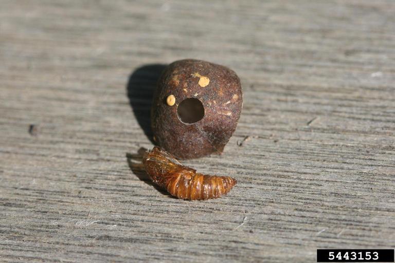 jumping bean moth (Cydia deshaisiana)