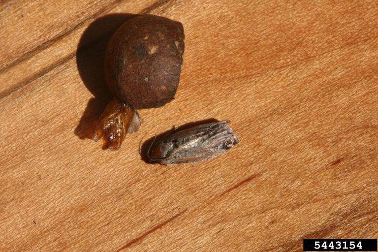 jumping bean moth (Cydia deshaisiana)