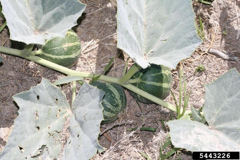 buffalo gourd (Cucurbita foetidissima)