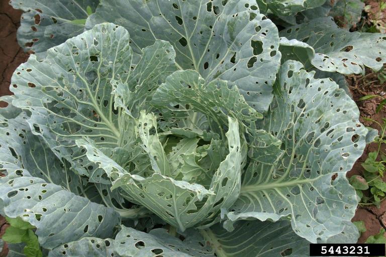 cabbage white, imported cabbage worm (Pieris rapae (Linnaeus))