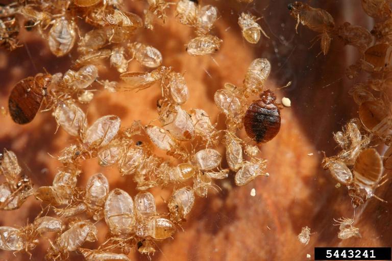 bed bug (Cimex lectularius Linnaeus)