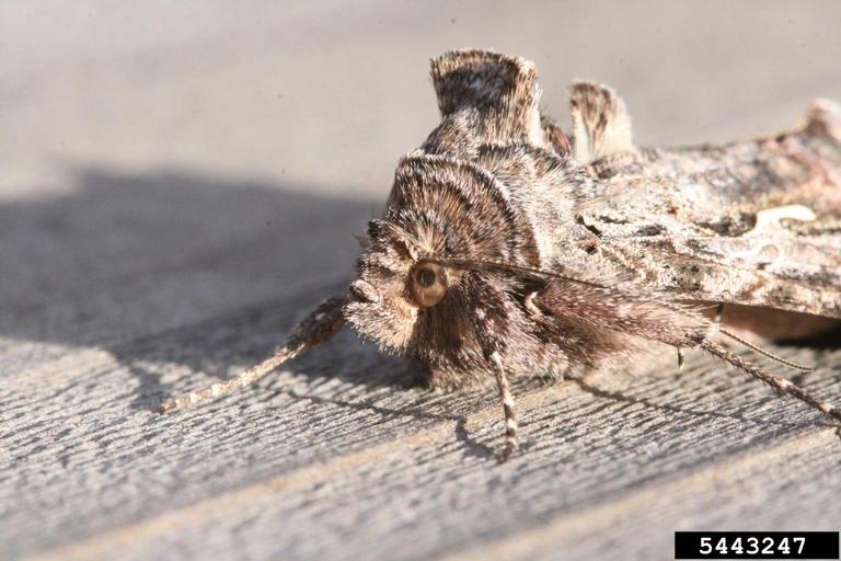 alfalfa looper (Autographa californica (Speyer))