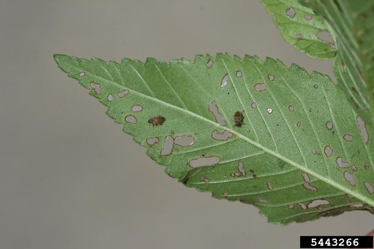 European elm flea weevil (Orchestes alni (Linnaeus, 1758))