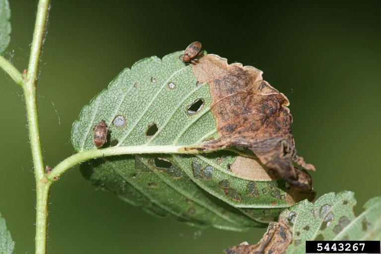 European elm flea weevil (Orchestes alni (Linnaeus, 1758))