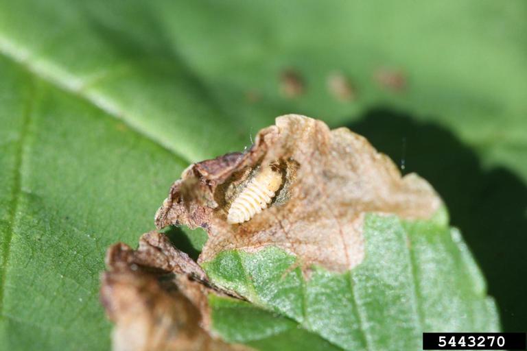 European elm flea weevil (Orchestes alni)
