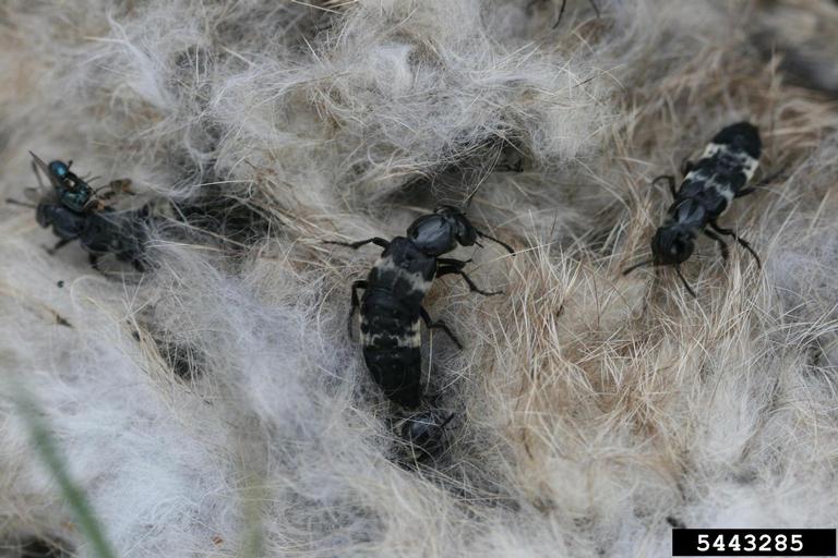 hairy rove beetle (Creophilus maxillosus (Linnaeus, 1758))