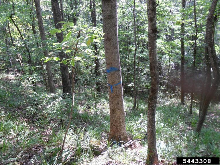 streamside management zone (smz)