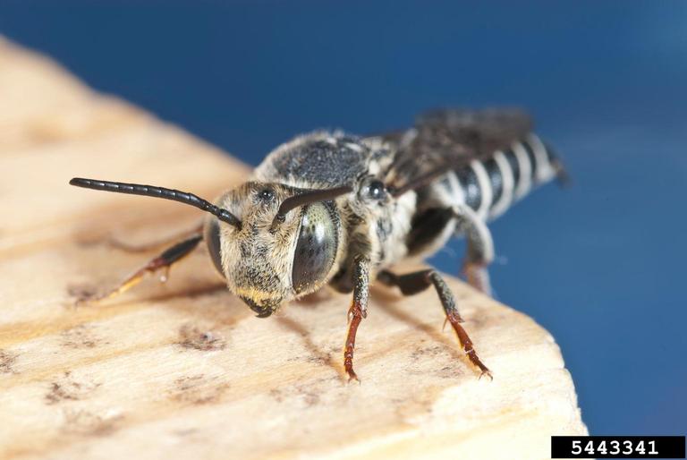 cuckcoo bees (Genus Coelioxys Latrielle, 1809)