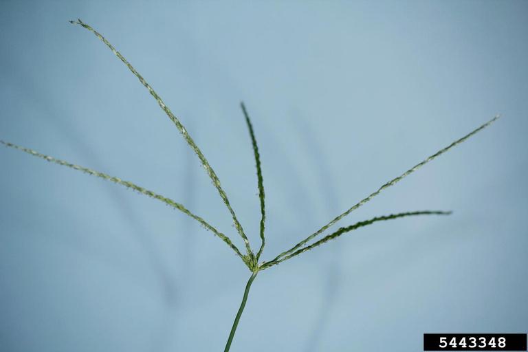 smooth crabgrass (Digitaria ischaemum (Schreb.) Schreb. ex Muhl.)