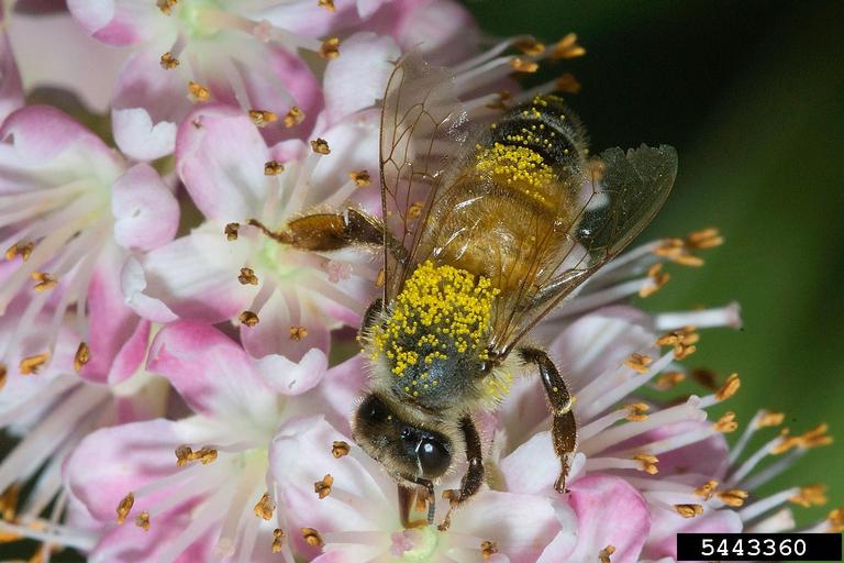 honey bee (Apis mellifera Linnaeus)