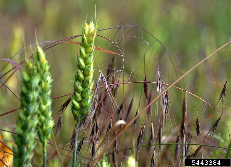 cheatgrass, downy brome, Bromus tectorum (Cyperales: Poaceae) - 5443384