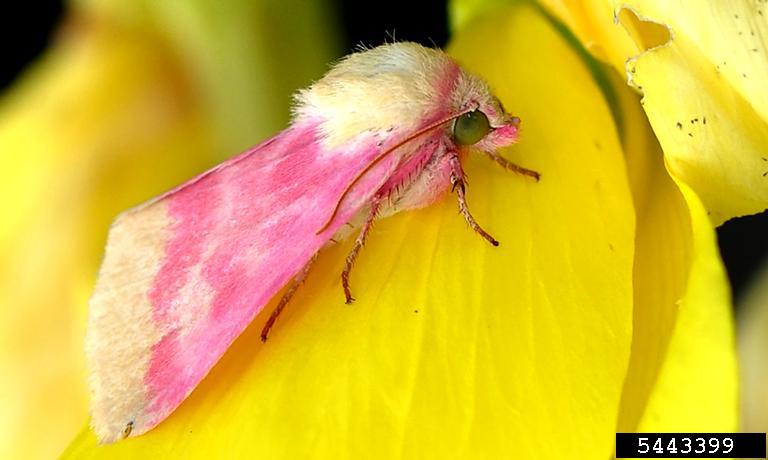 primrose moth (Schinia florida McElvare, 1961)