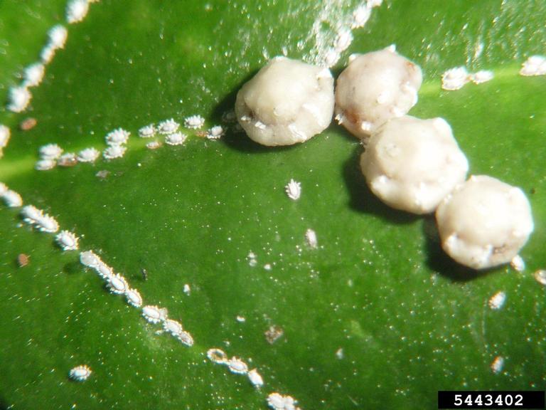 Florida wax scale (Ceroplastes floridensis ) on Chinese holly (Ilex ...