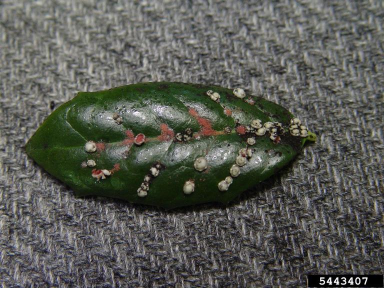 Florida wax scale (Ceroplastes floridensis Comstock)